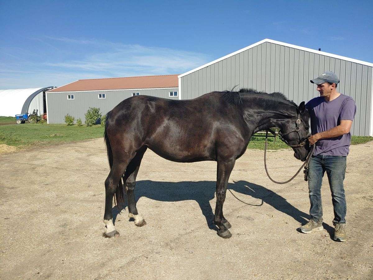Rsh Maisy - Hunter Bred 3 Year Old, Green Backed Walk Trot Canter