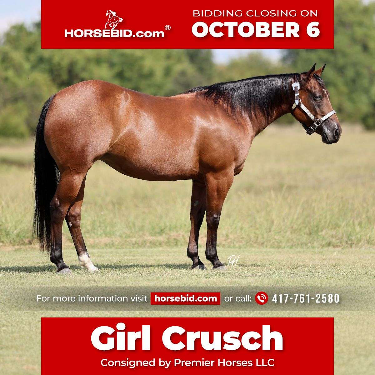 Girl Crusch - an Absolute Showstopper 8 Yr Old Bay AQHA Mare!