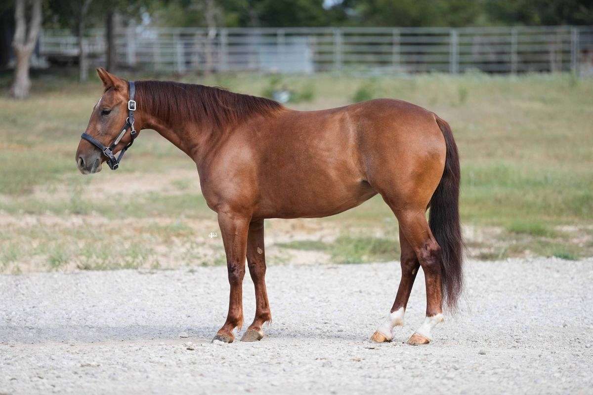 Coco - a Reliable Ranch Mount 4 Yr Old Sorrel AQHA Mare!