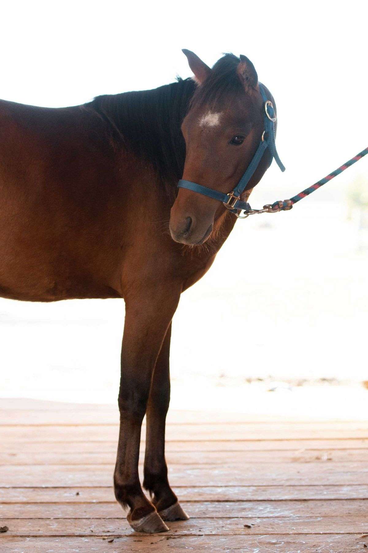 Registered Pony Gelding