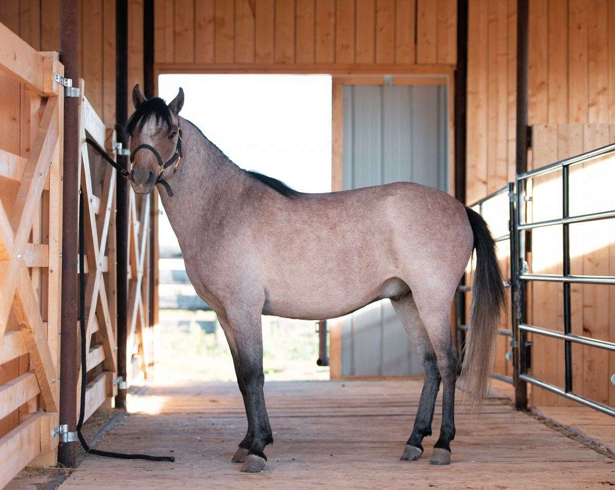 Registered Pony Gelding
