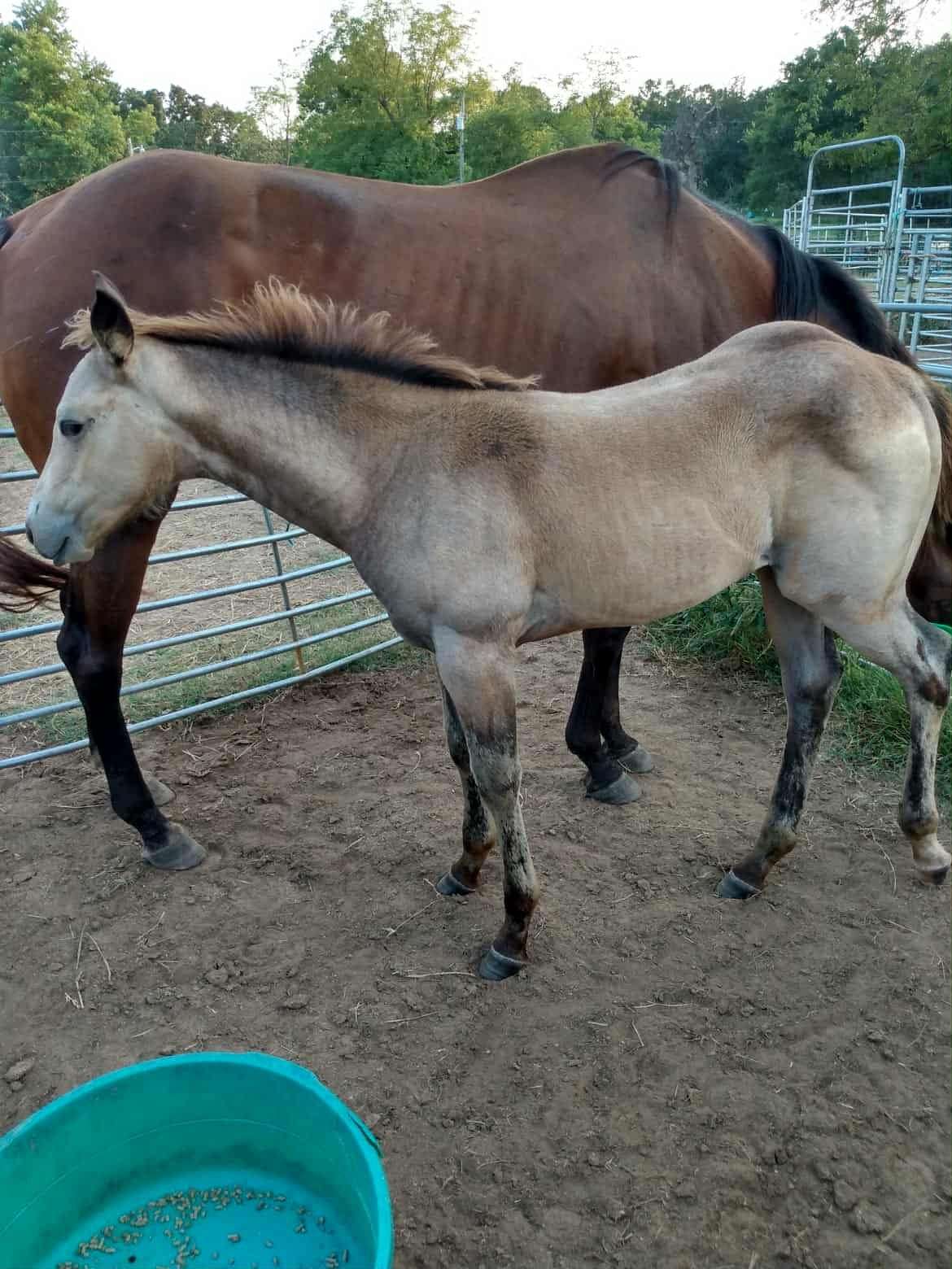 AQHA Sooty Buckskin Roan Filly