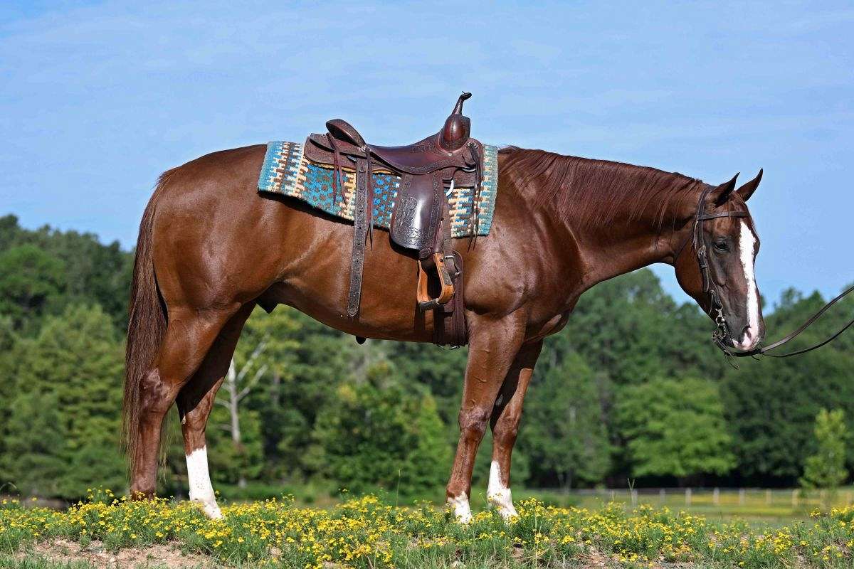 Edward - Gorgeous AQHA Gelding That Rides English and Western!
