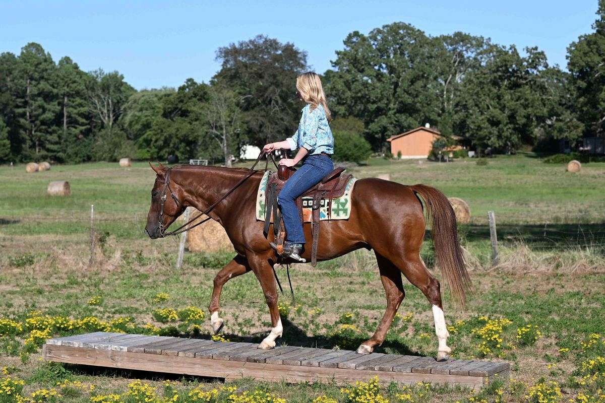 Edward - Gorgeous AQHA Gelding That Rides English and Western!