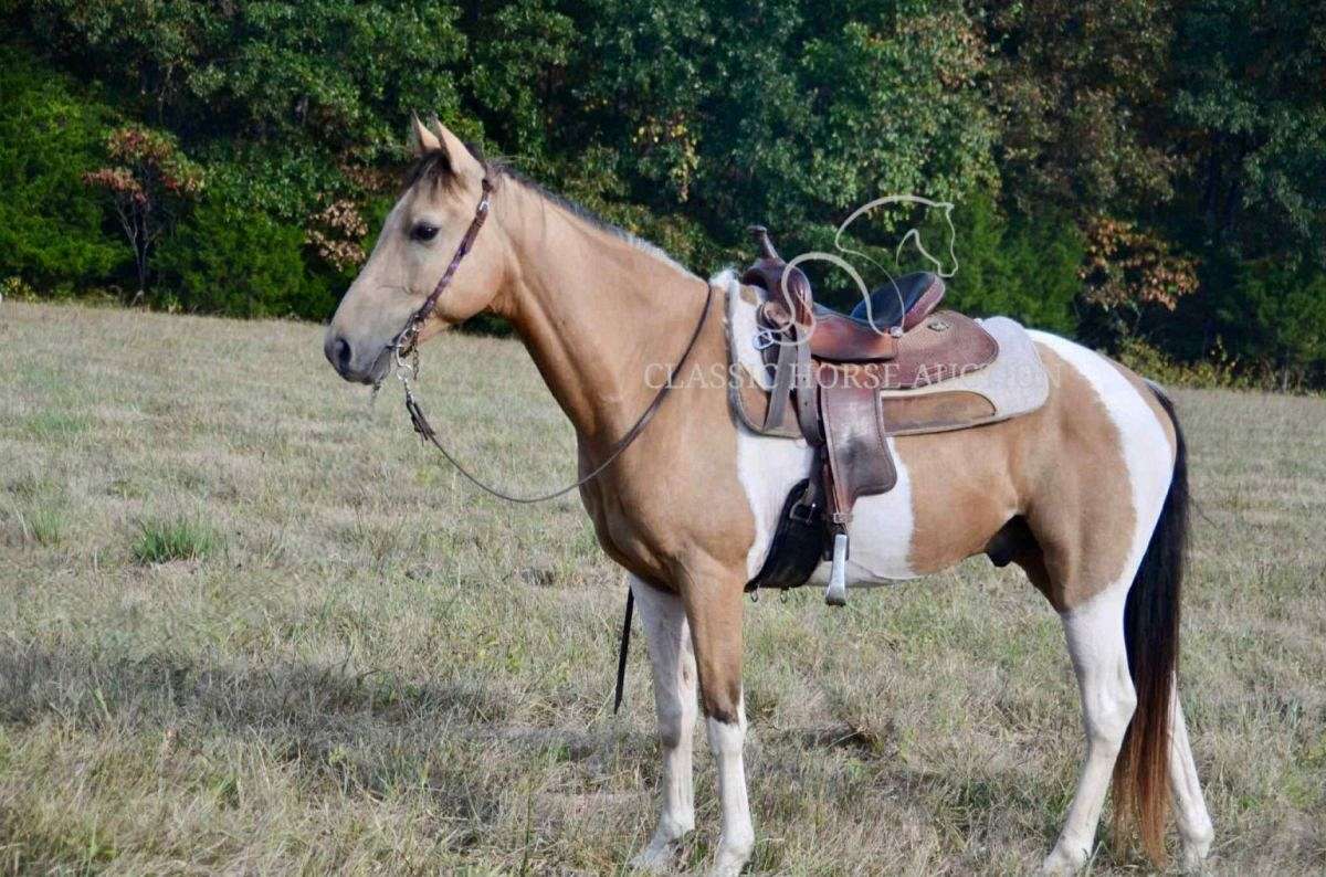 Buckskin Tobiano Missouri Fox Trotter Gelding