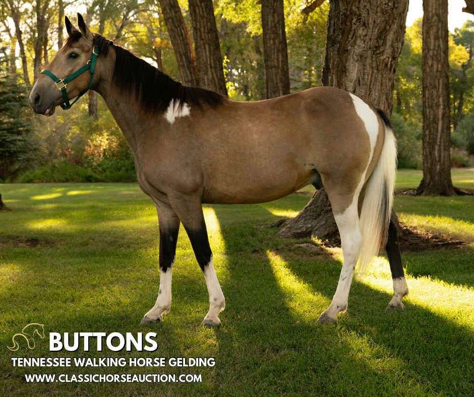 Tennessee Walking Horse Buckskin Tobaino