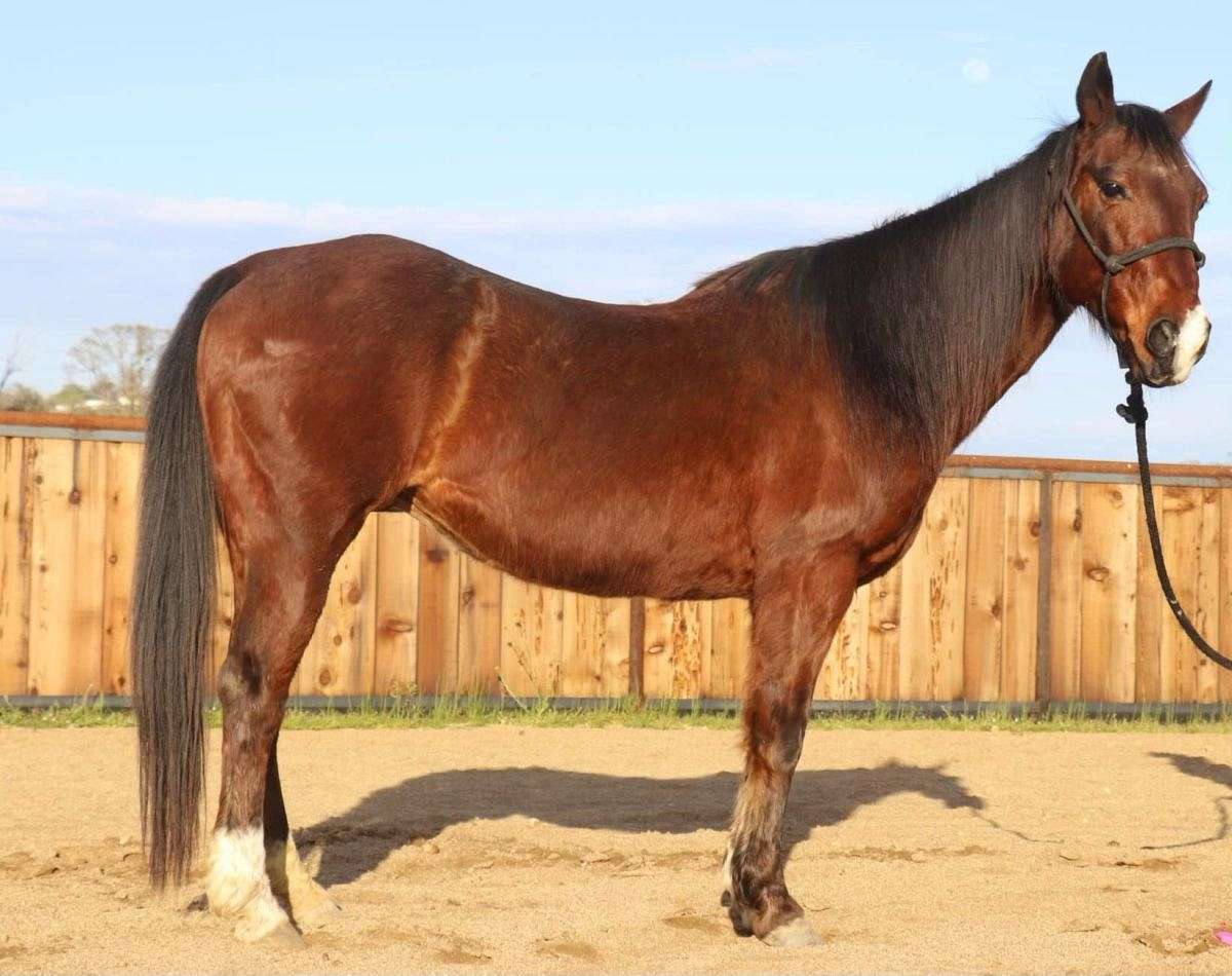 Daughter of I’Ll be Smart. 2026 Breeding to Red Roan Dual Smart Rey Son