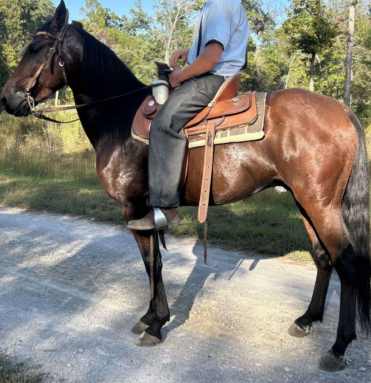 Standardbred Stallion 3 Yr Old