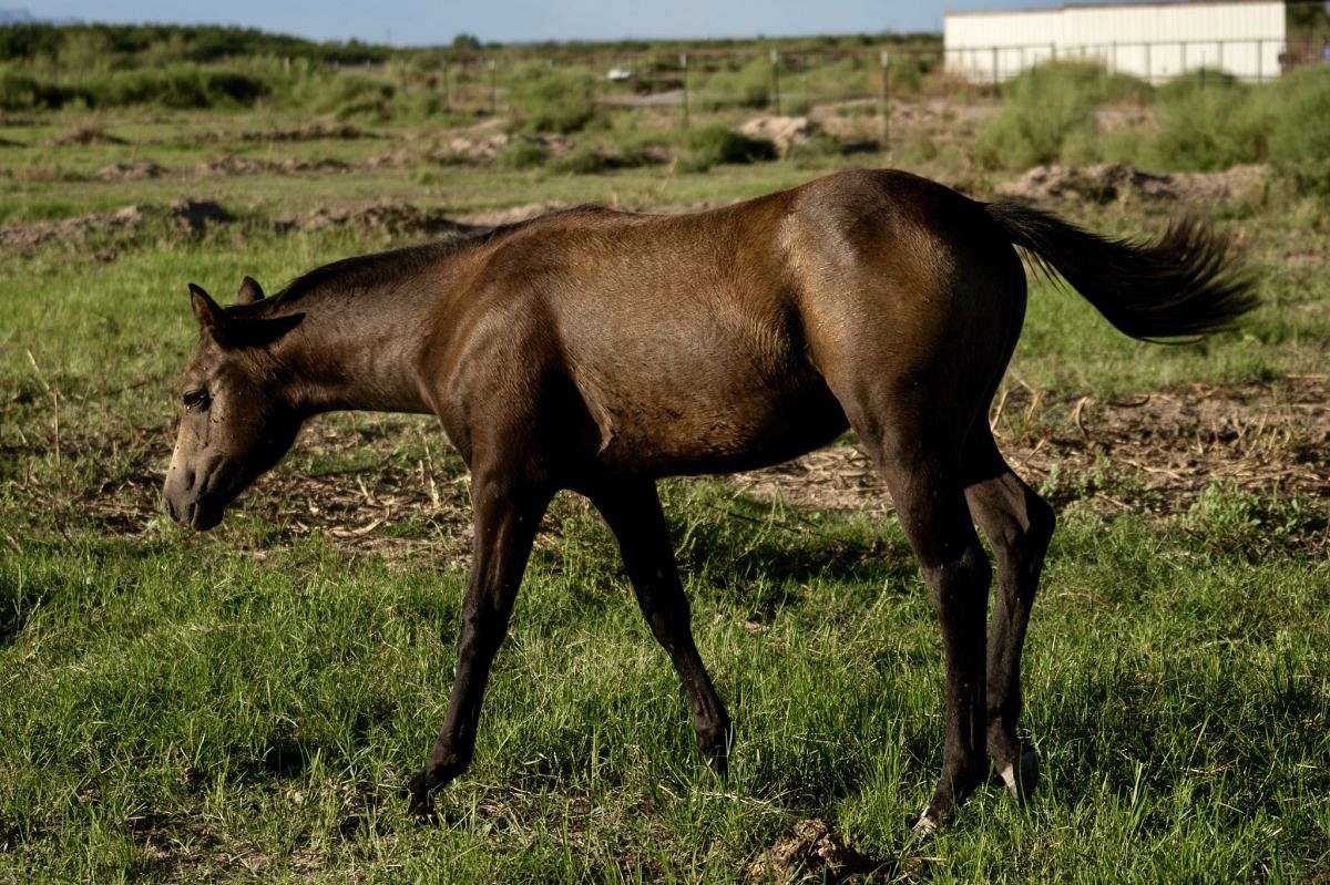 2025 Filly Gun N for Highbrow