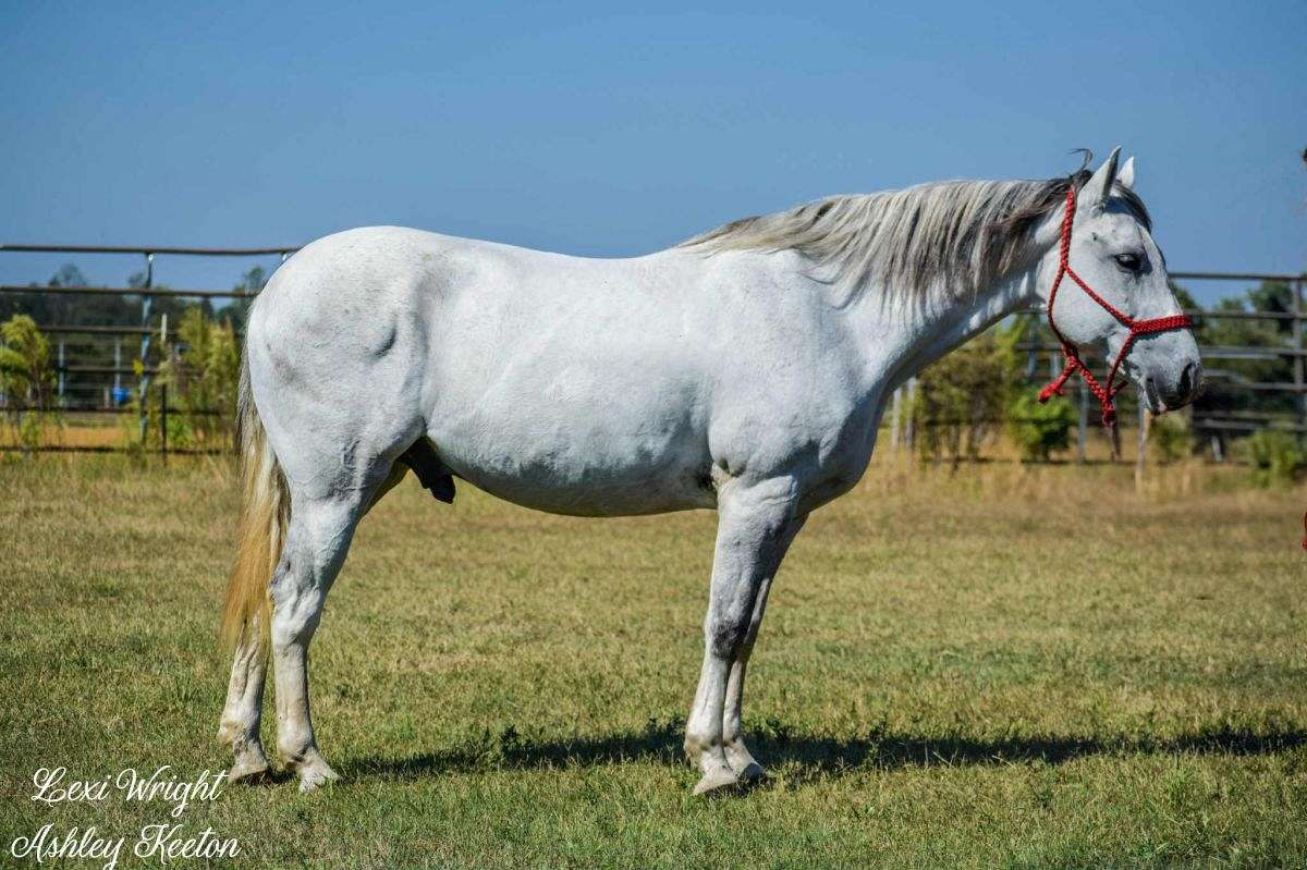All Around Grey Gelding