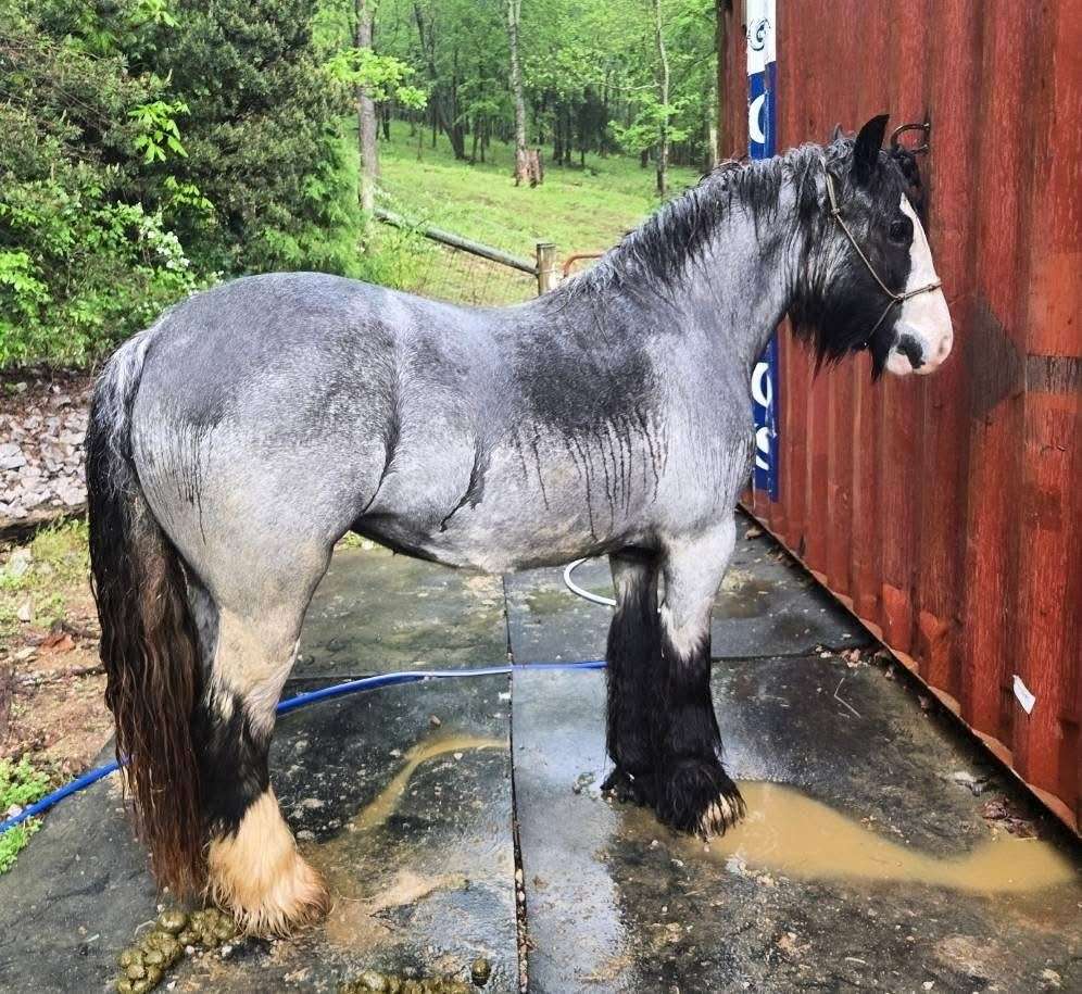 Stunning Blue Roan Gypsy Filly in Tennessee