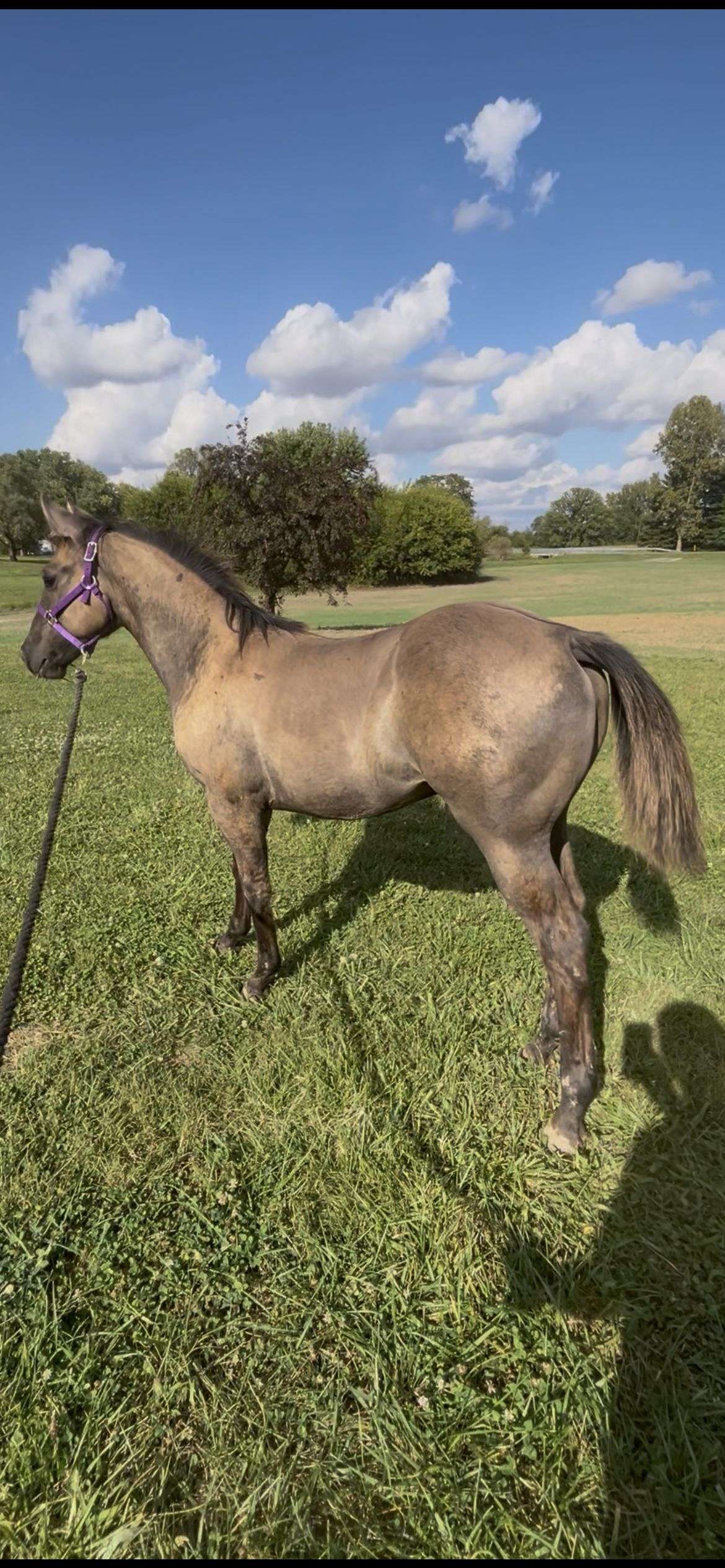 AQHA Weanling Stallion