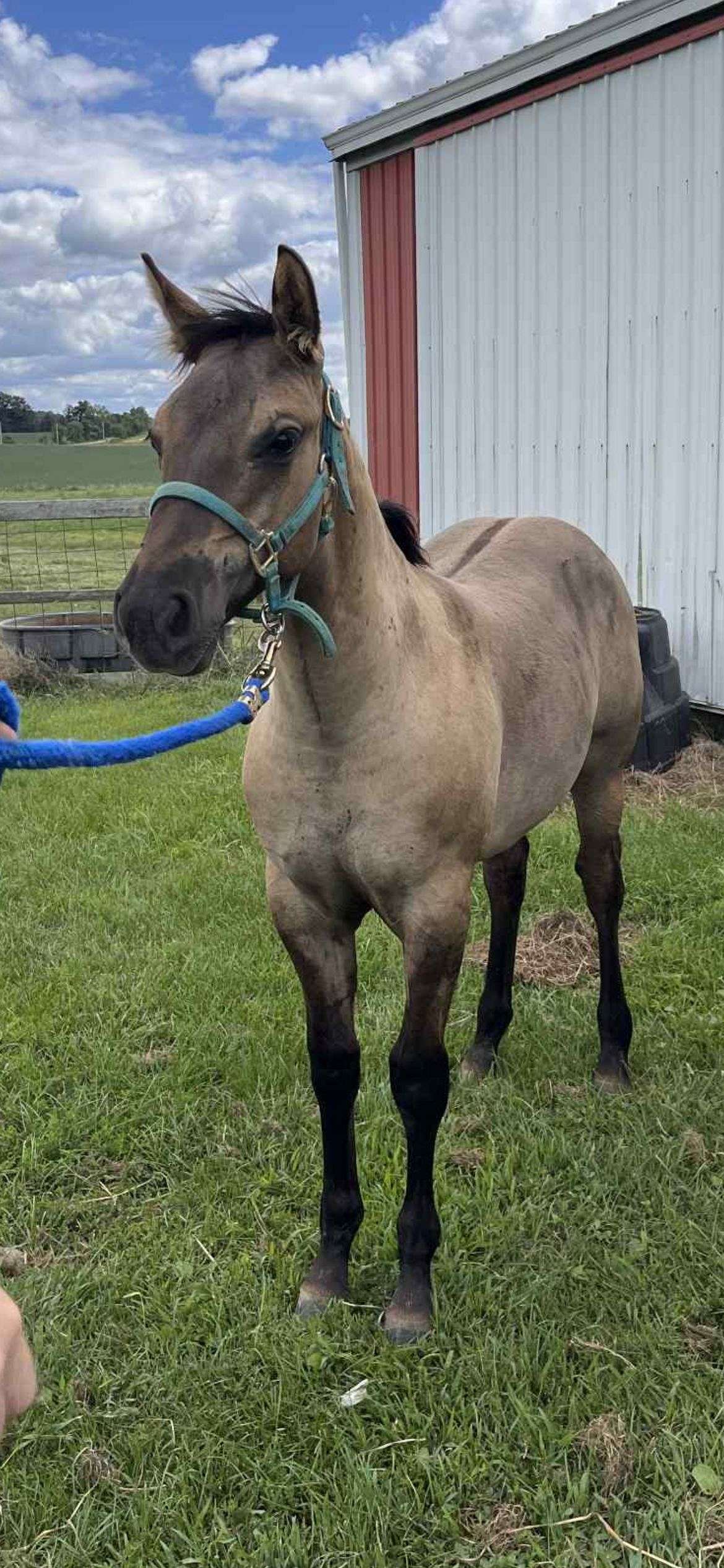 AQHA Weanling Stallion