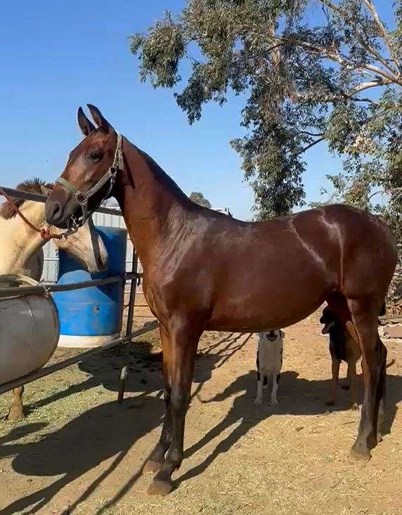 ANCCE Registered Bay Filly Acton, California