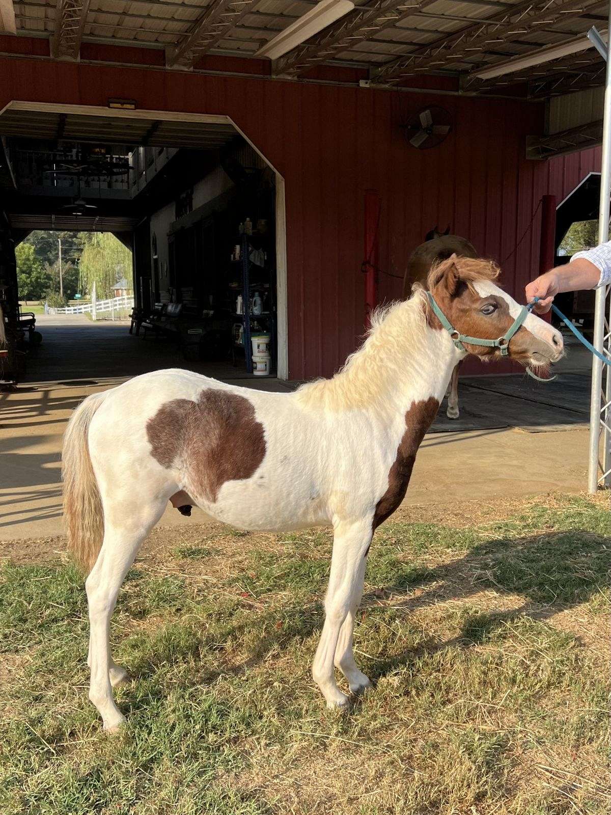 Beautiful Shetland Colt