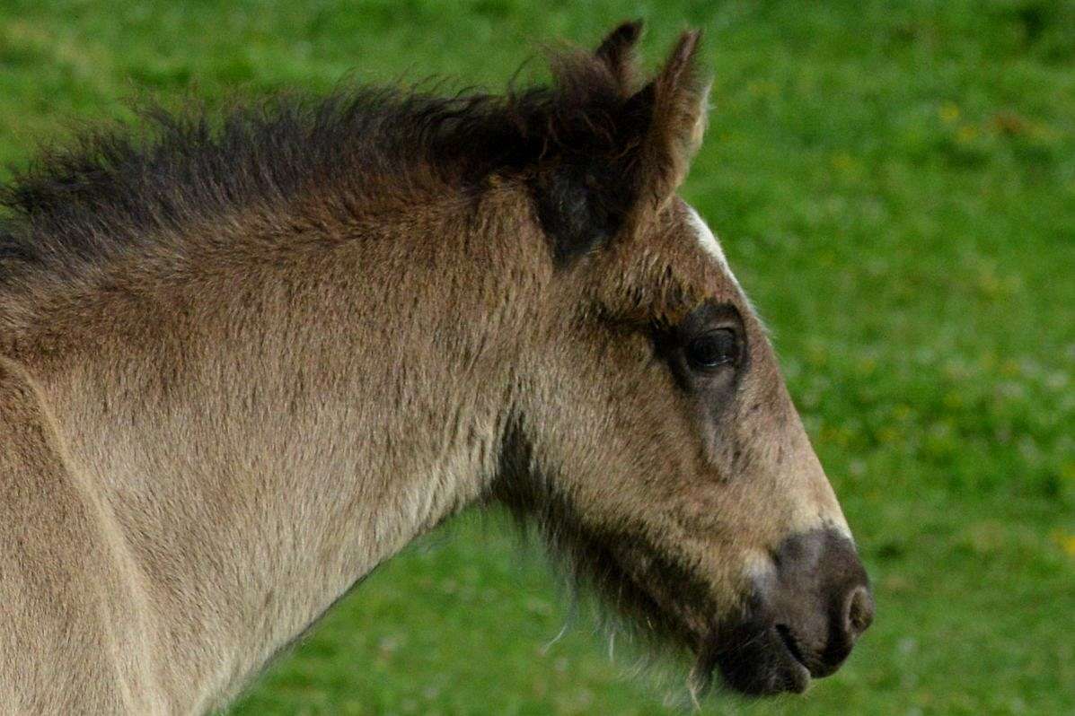 Stunning Blue Roan Gypsy Vanner Colt