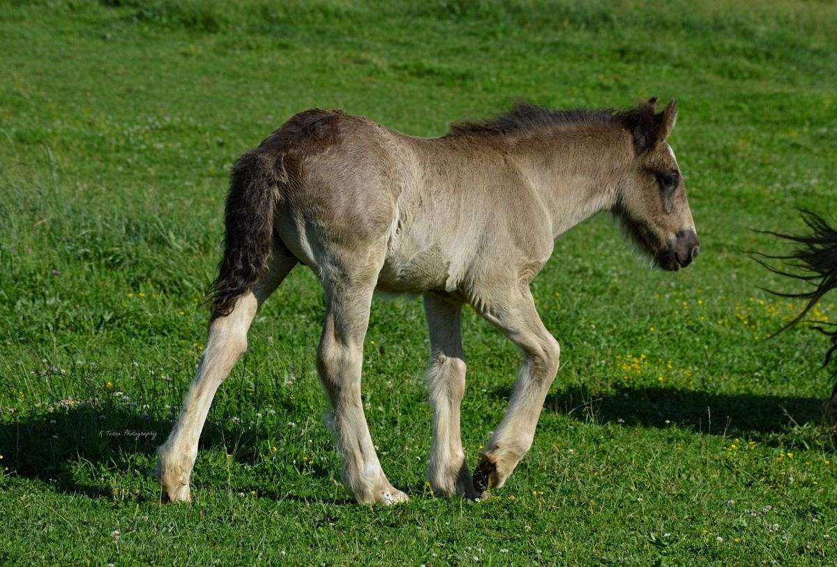 Stunning Blue Roan Gypsy Vanner Colt