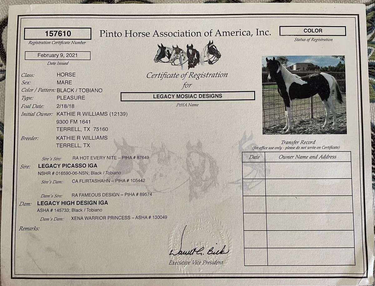 Retirement Sale - Rides Great - Amazing Black Pinto Mare