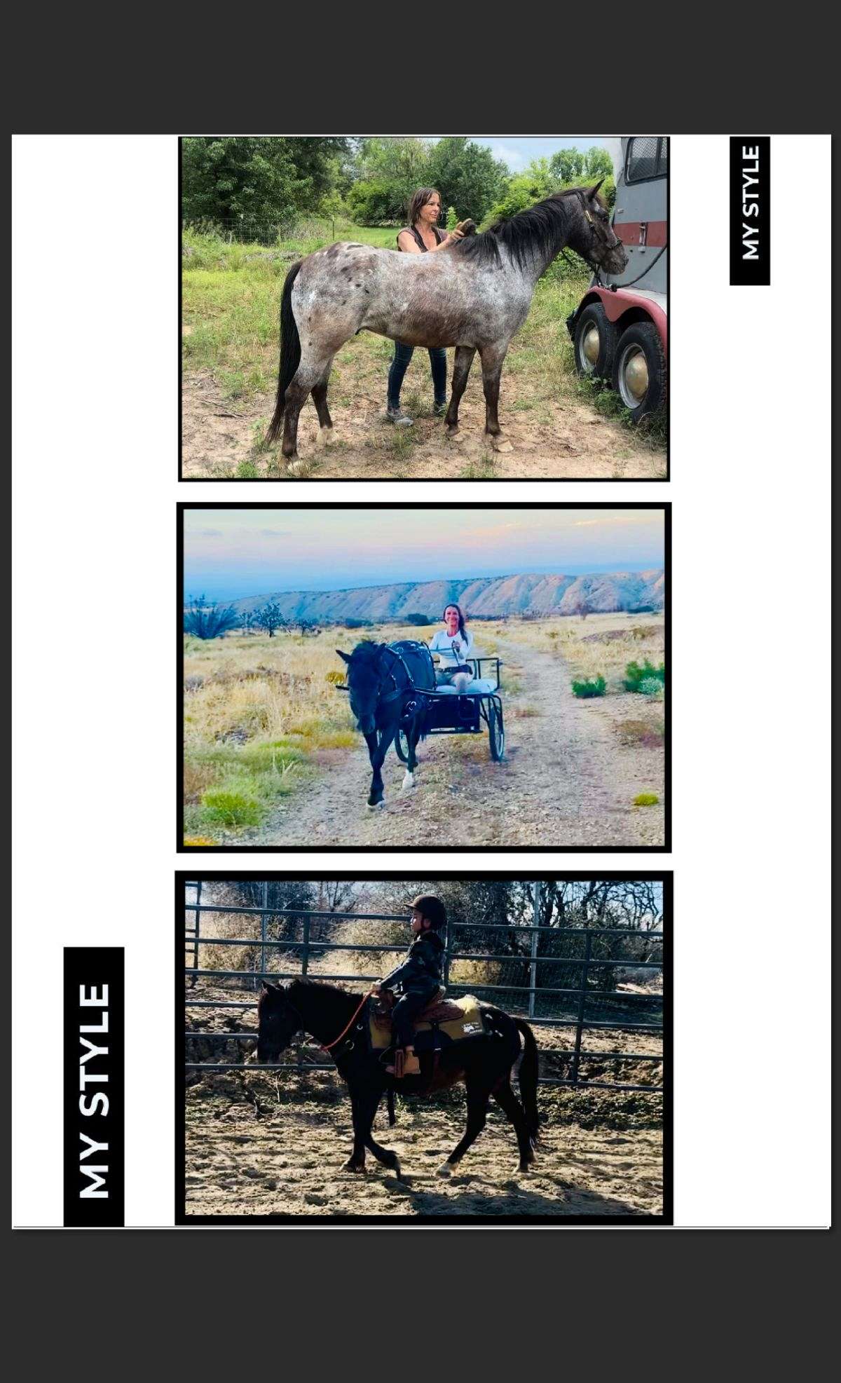 Appaloosa Gelding - International Quarter Pony Association - Rides, Drives,