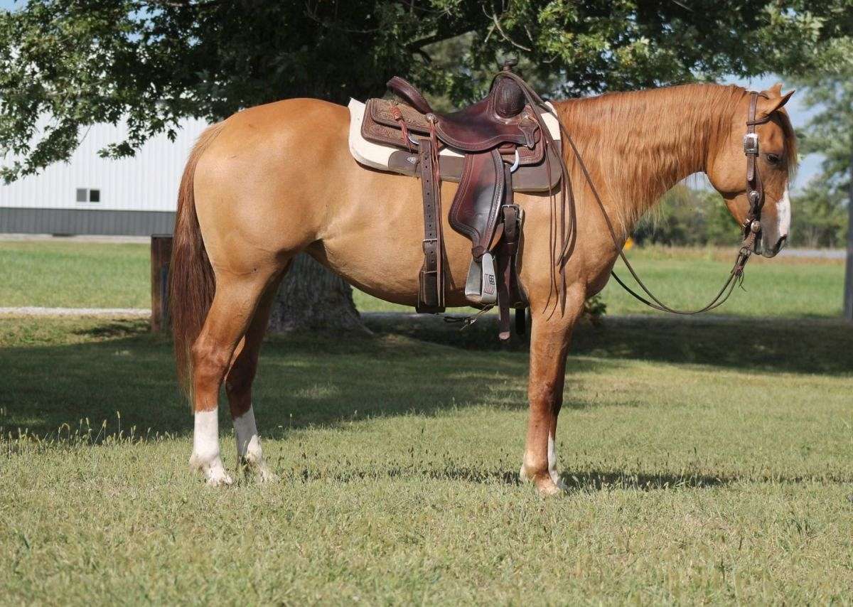 Gentle AQHA Red Dun Mare - Cincinnati Ia