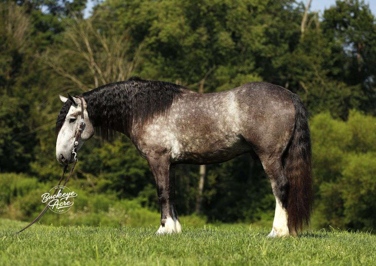 Theo a 4 Yr 15.1 Hand Grey Draft Cross Gelding| Rides | Drives | Safe