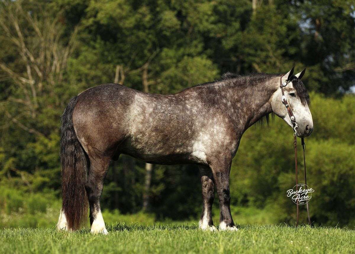 Theo a 4 Yr 15.1 Hand Grey Draft Cross Gelding| Rides | Drives | Safe
