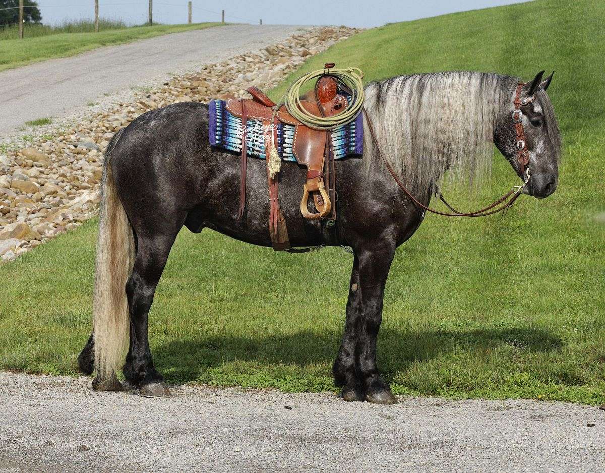 Monroe is a 4 Yr 16.2 Hand Dappled Grey Friesian Cross Gelding. Fox Hunting