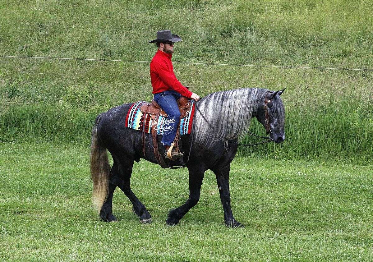 Monroe is a 4 Yr 16.2 Hand Dappled Grey Friesian Cross Gelding. Fox Hunting