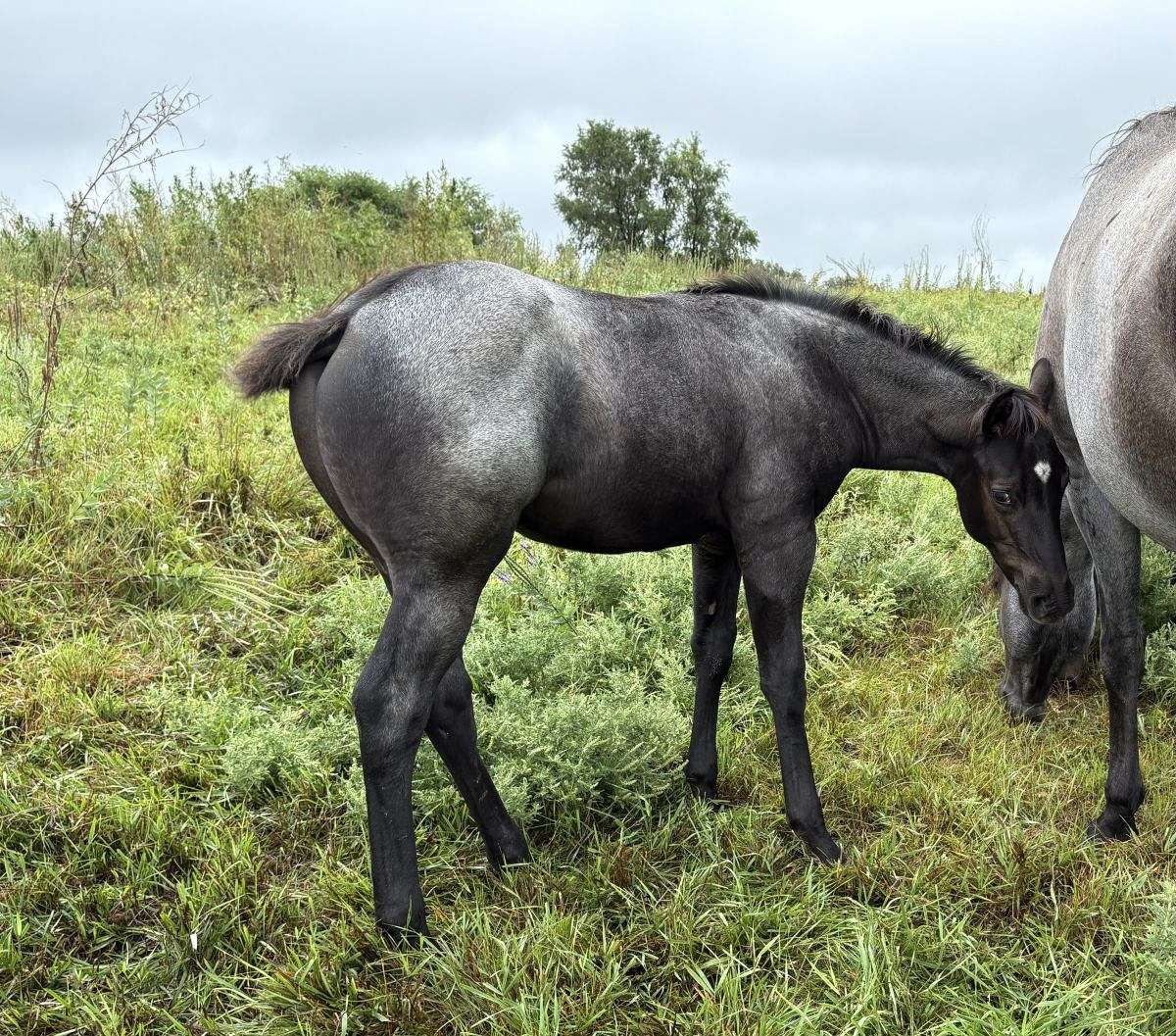 Fancy Blue Roan Colt, Blue Valentine, Stallion Prospect, Roping Prospect
