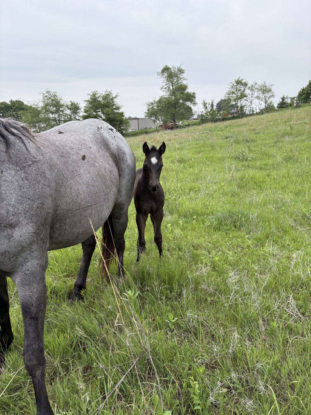 Fancy Blue Roan Colt, Blue Valentine, Stallion Prospect, Roping Prospect