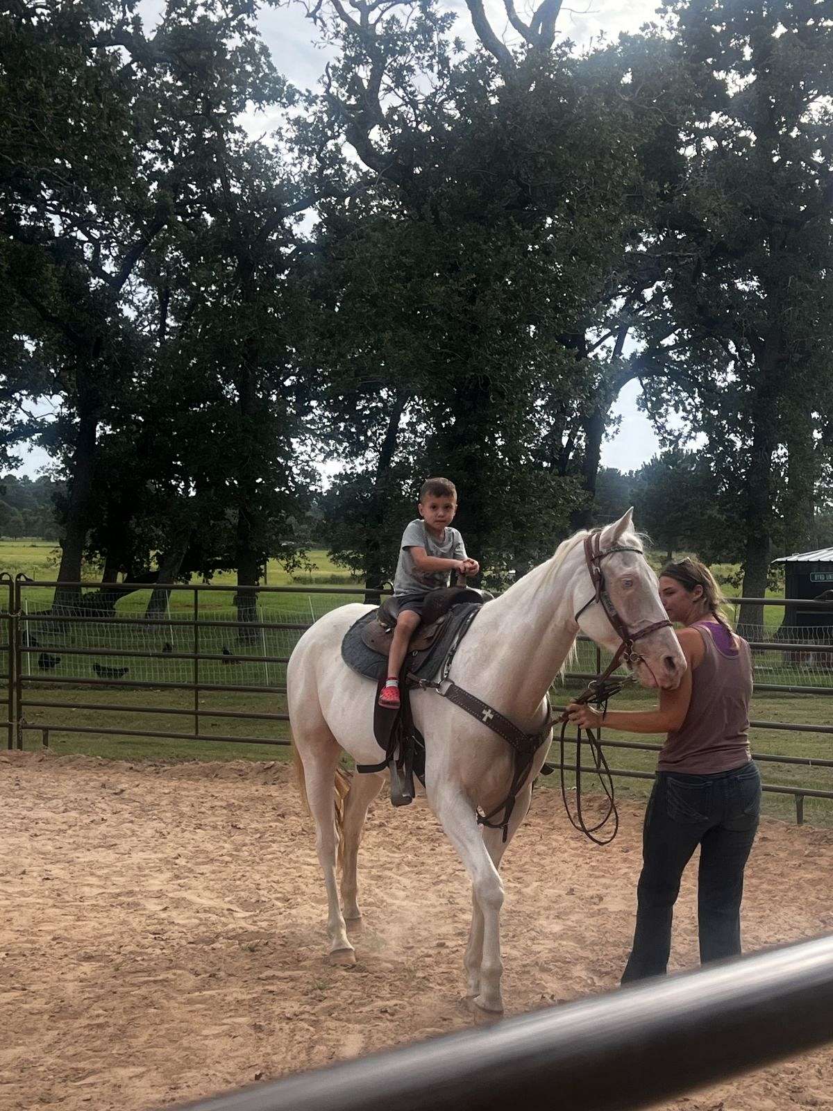 Sweet Cremello Paint Gelding