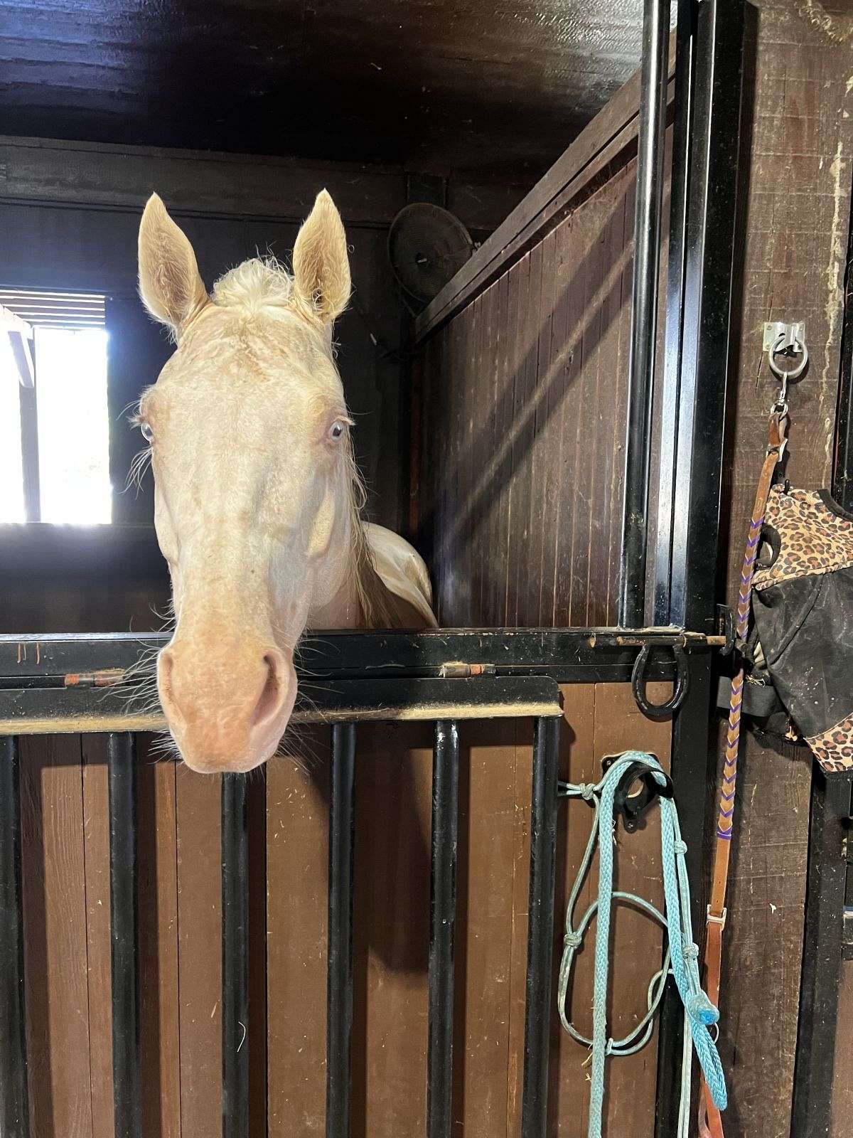 Sweet Cremello Paint Gelding