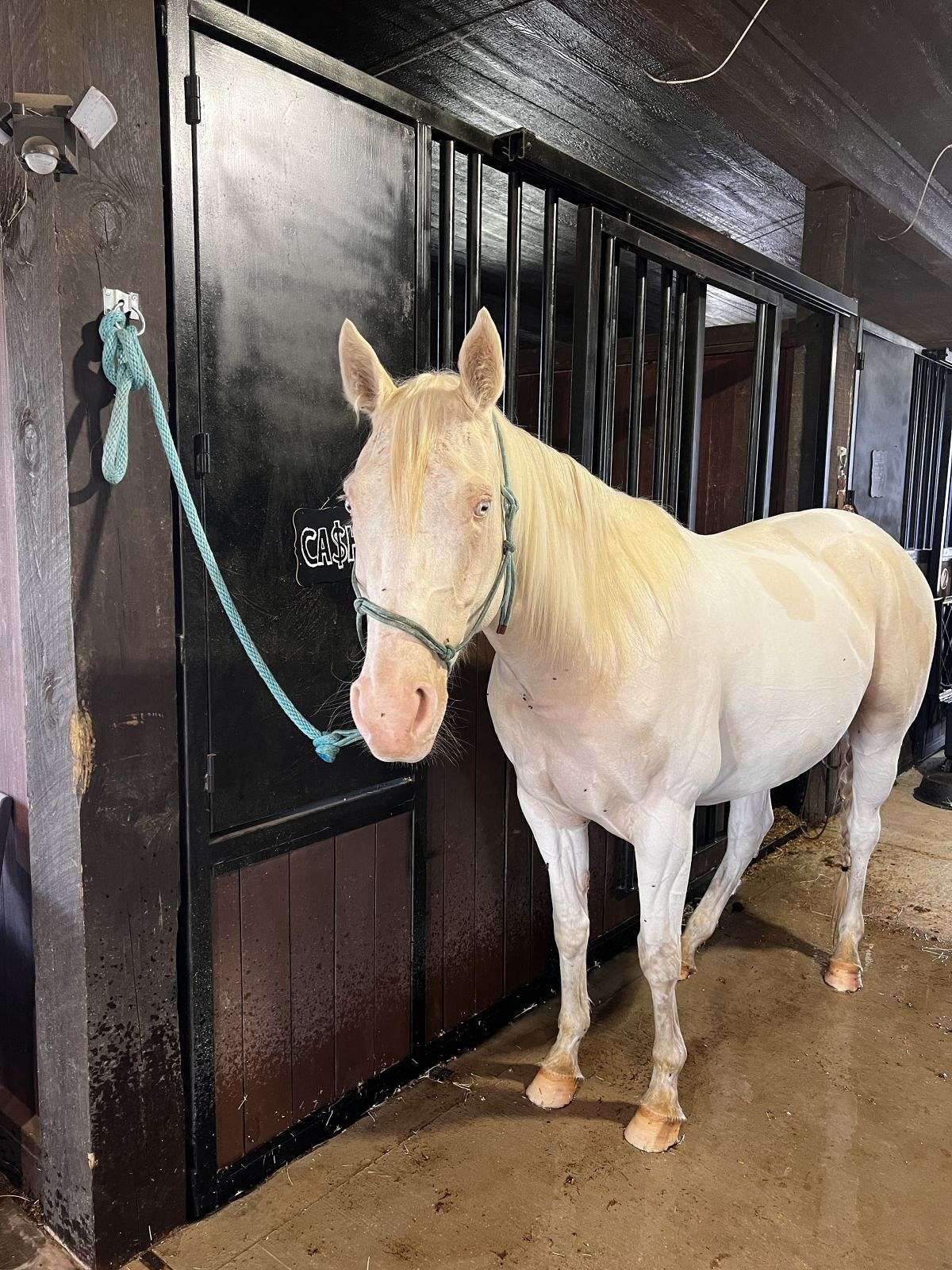Sweet Cremello Paint Gelding