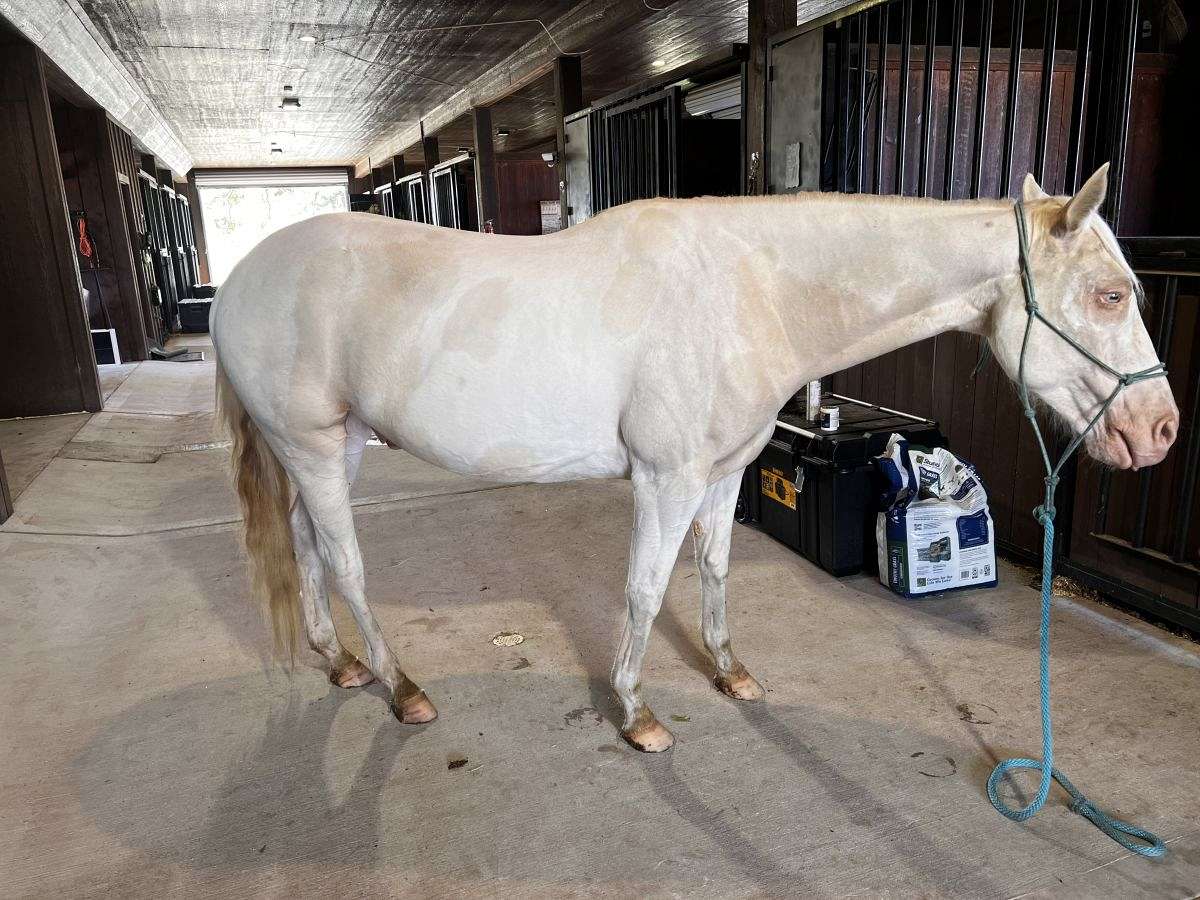 Sweet Cremello Paint Gelding