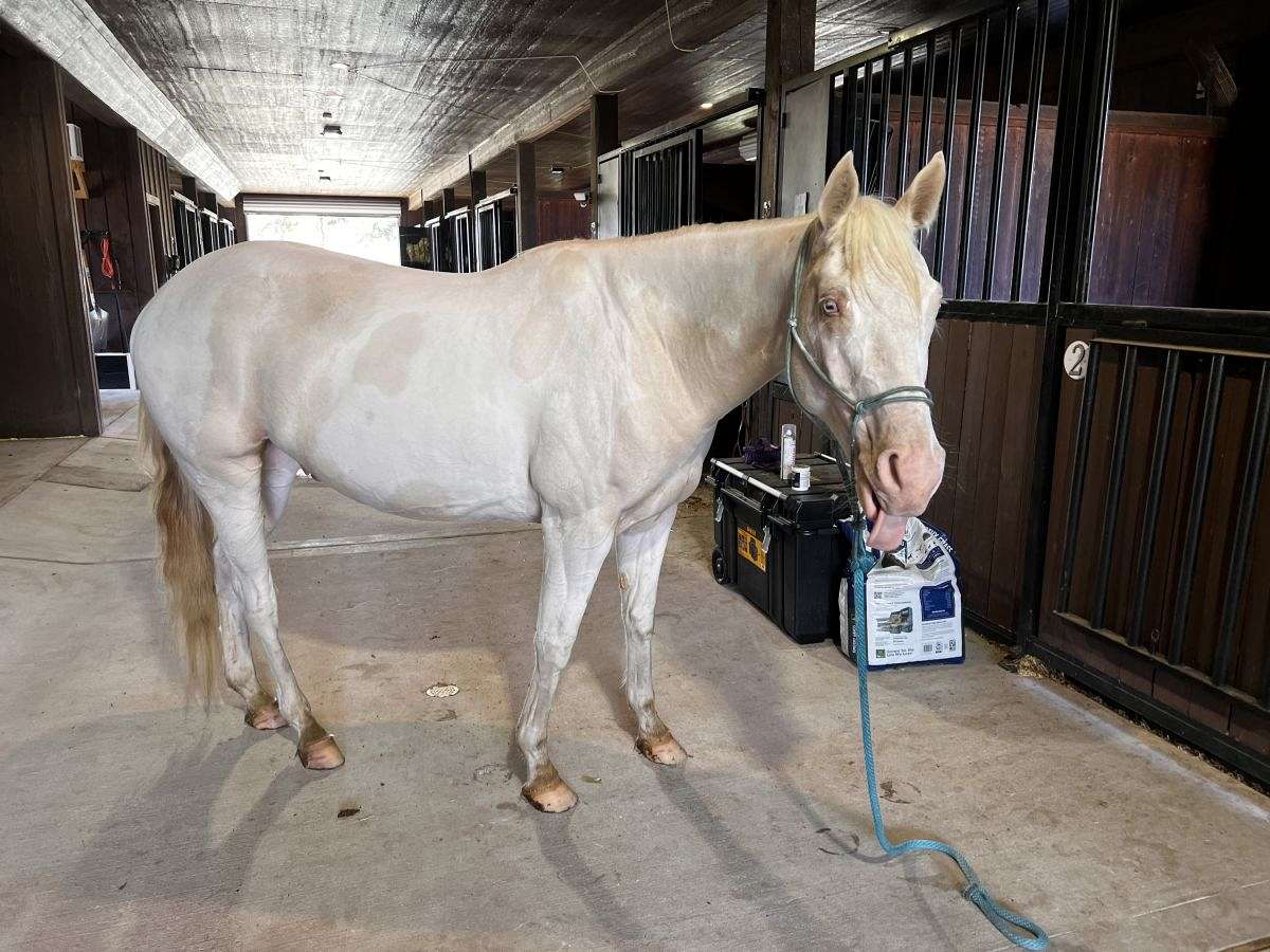 Sweet Cremello Paint Gelding