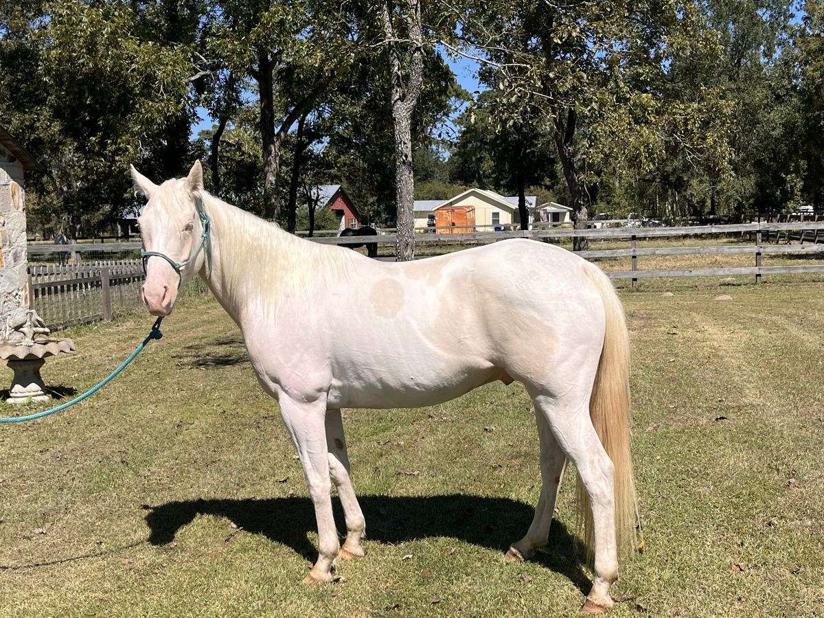 Sweet Cremello Paint Gelding