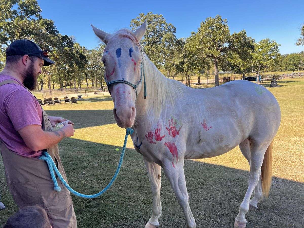 Sweet Cremello Paint Gelding