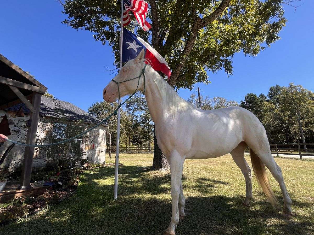 Sweet Cremello Paint Gelding