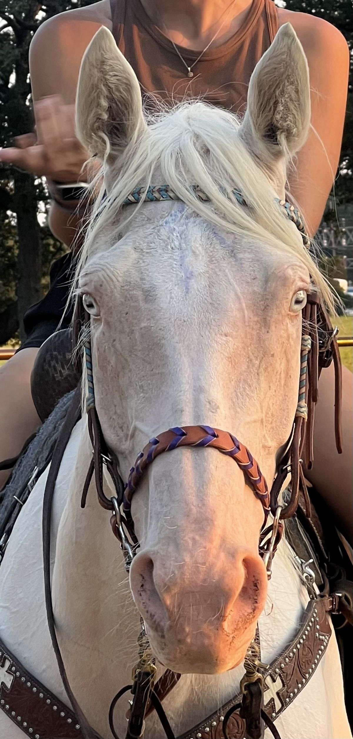 Sweet Cremello Paint Gelding