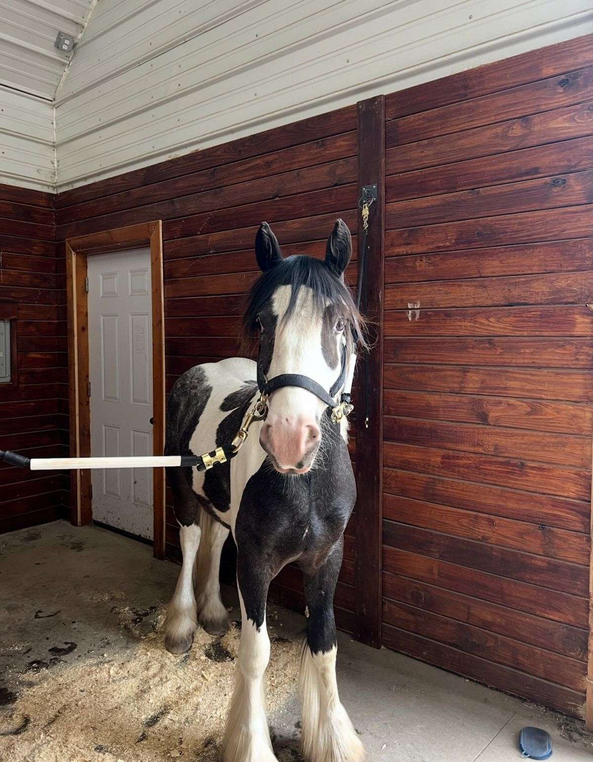 Super Calm Reg Gypsy Vanner Geldjng