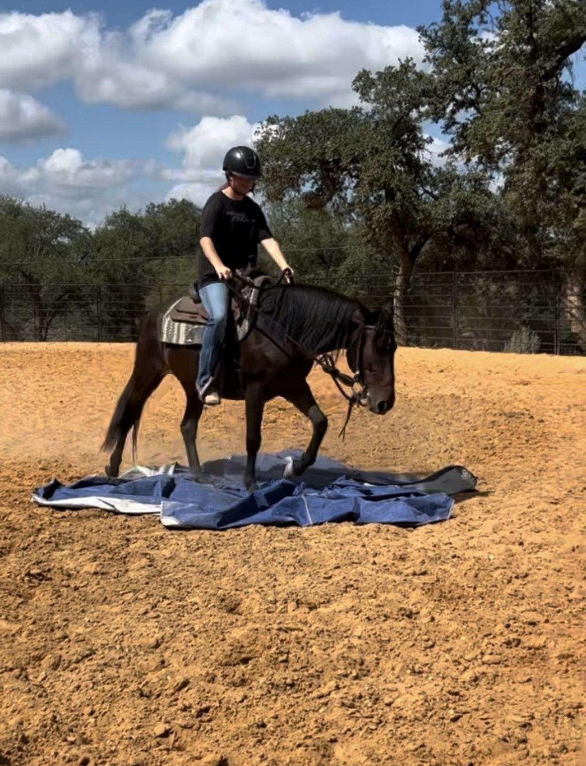 Lesson Pony/Trail Pony/Kids Project
