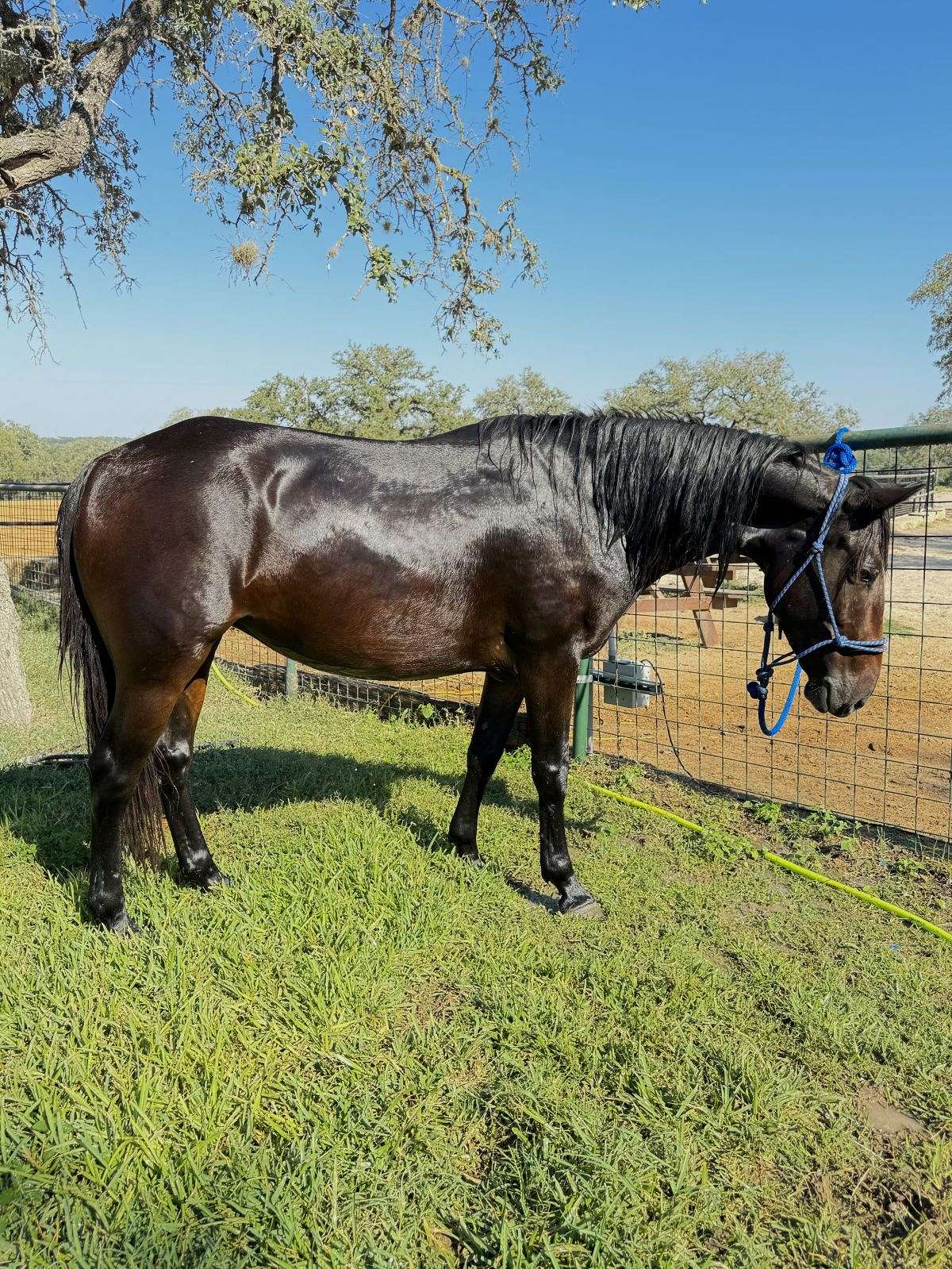 Lesson Pony/Trail Pony/Kids Project