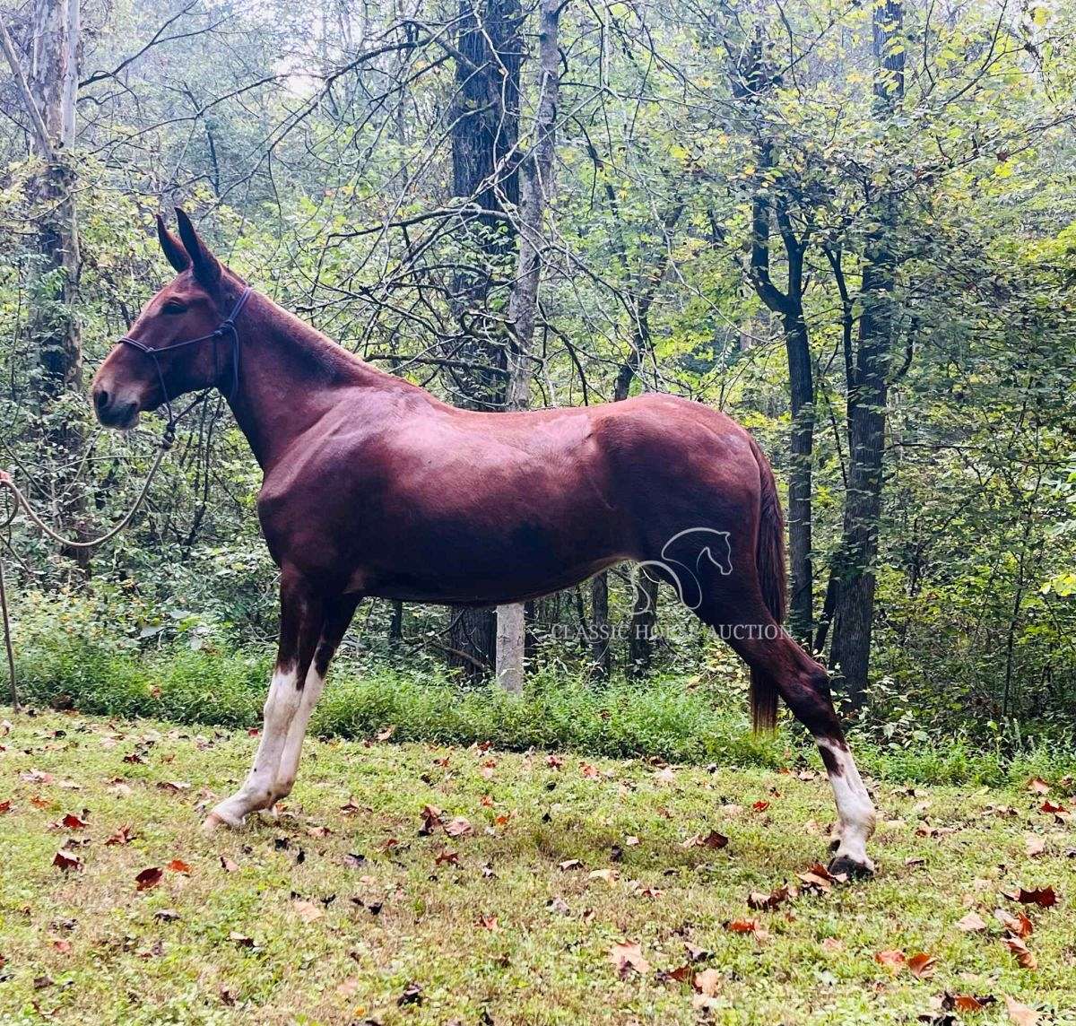 Gaited Molly Mule