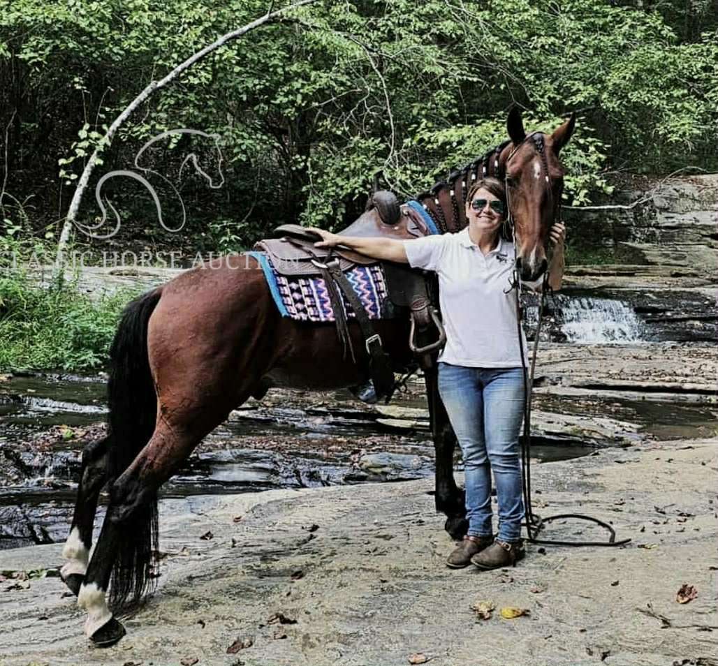 Bay Tennessee Walking Horse Gelding