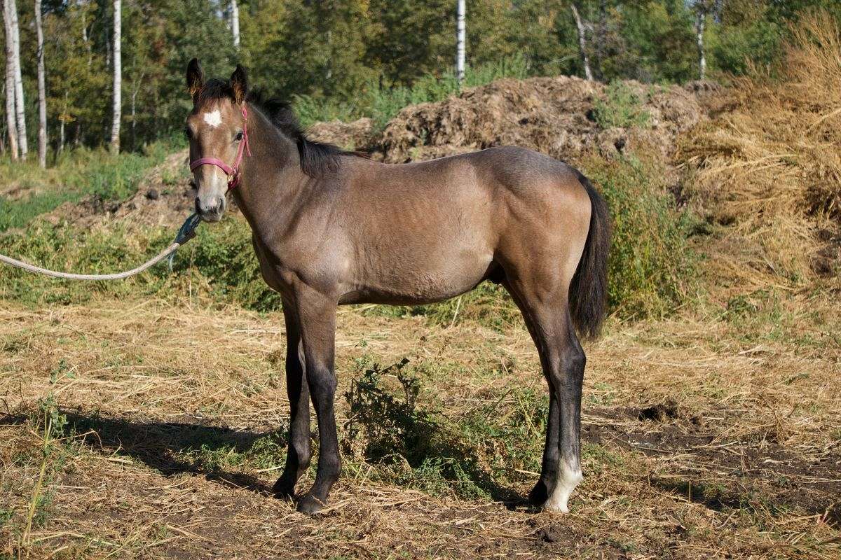 Gorgeous 2025 Warmblood