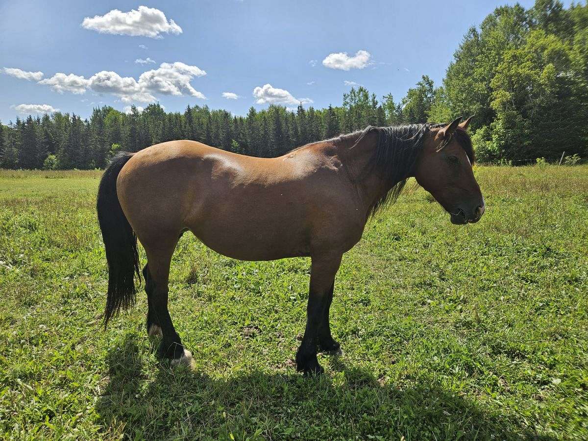 Moresian Morgan/Friesian