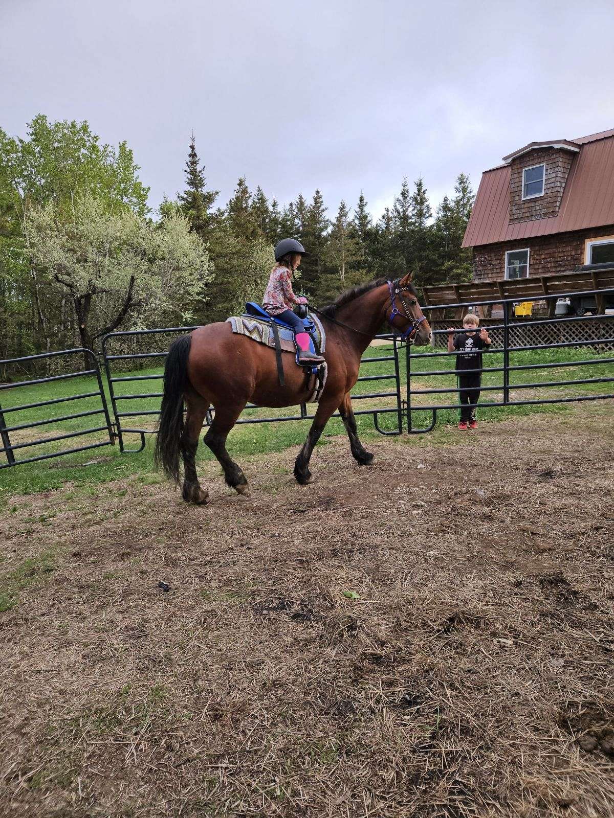 Moresian Morgan/Friesian
