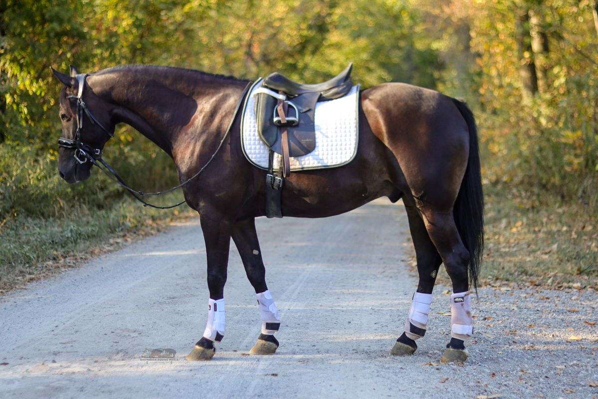 Friesian Sporthorse Gelding
