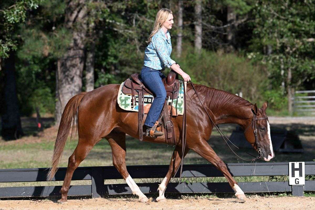 Edward - Gorgeous AQHA Gelding That Rides English and Western!