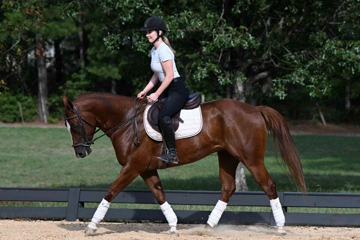 Edward - Gorgeous AQHA Gelding That Rides English and Western!
